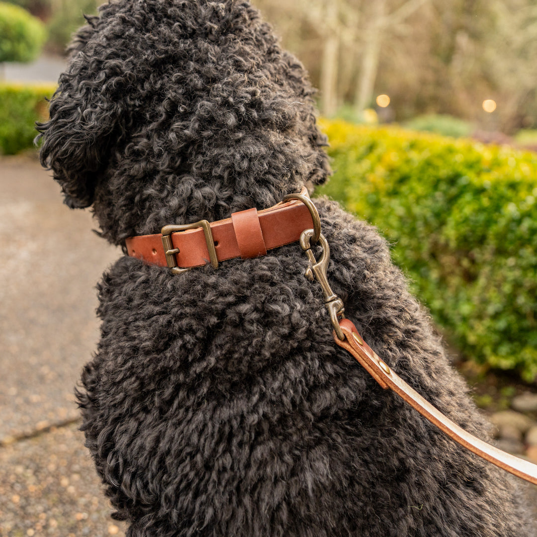 Rover Leash - Ready to Ship – Tale Of Knives