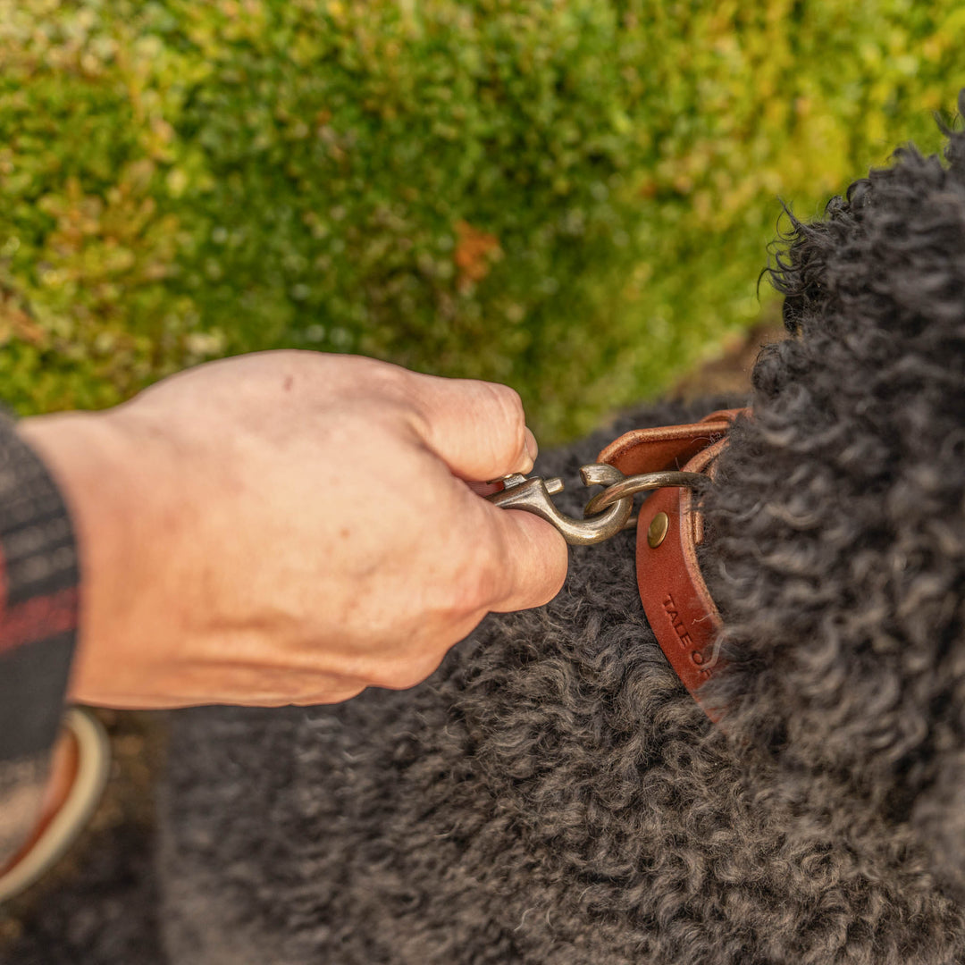 Rover Leash - Ready to Ship – Tale Of Knives