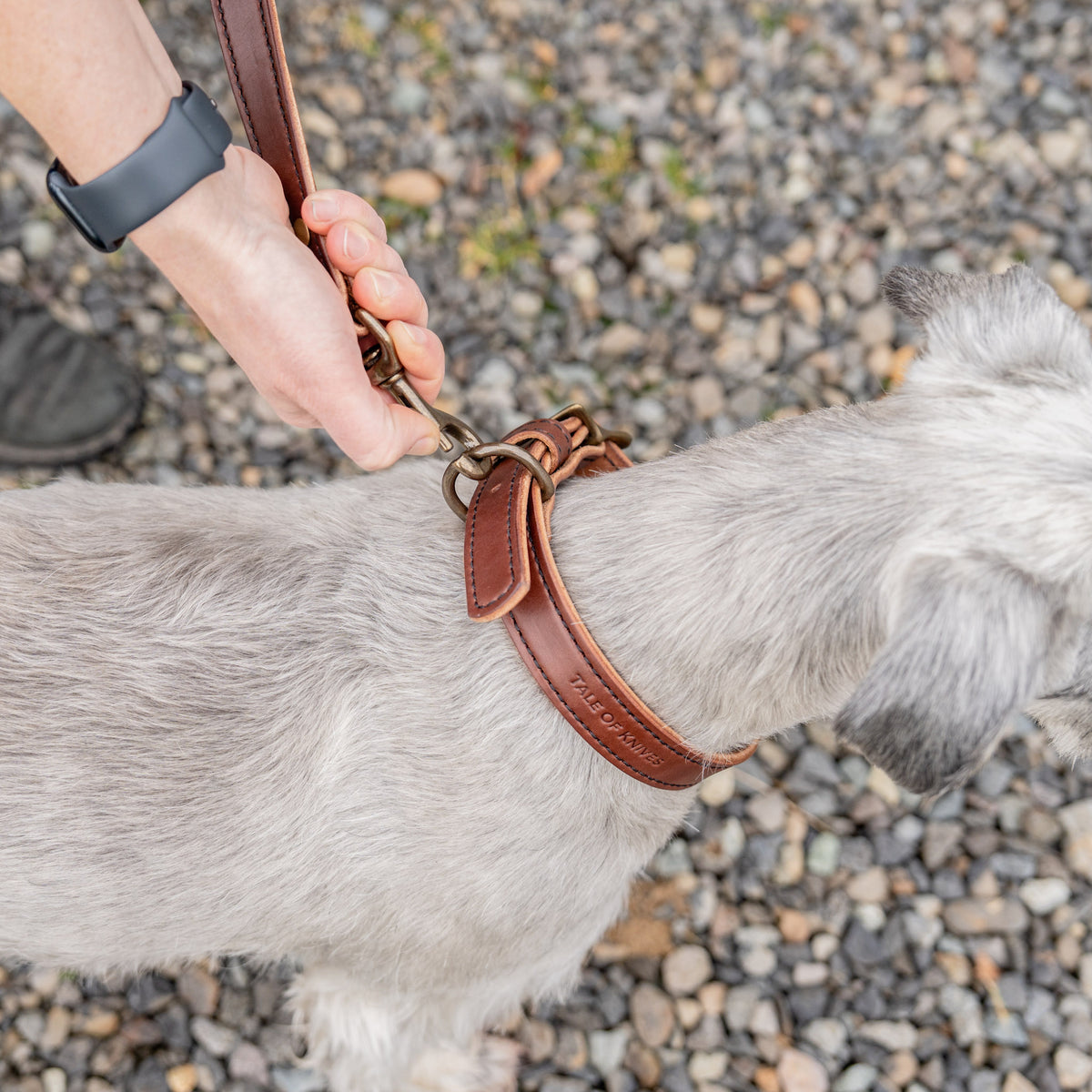 Max 2.0 Leash – Tale Of Knives